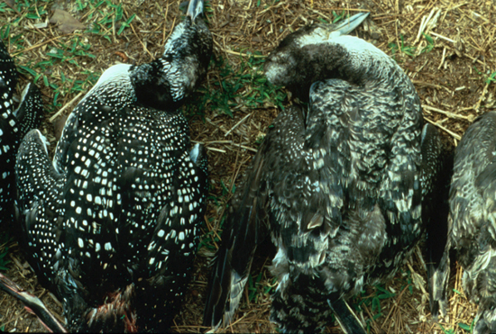 Birds – Harmful Algal Blooms