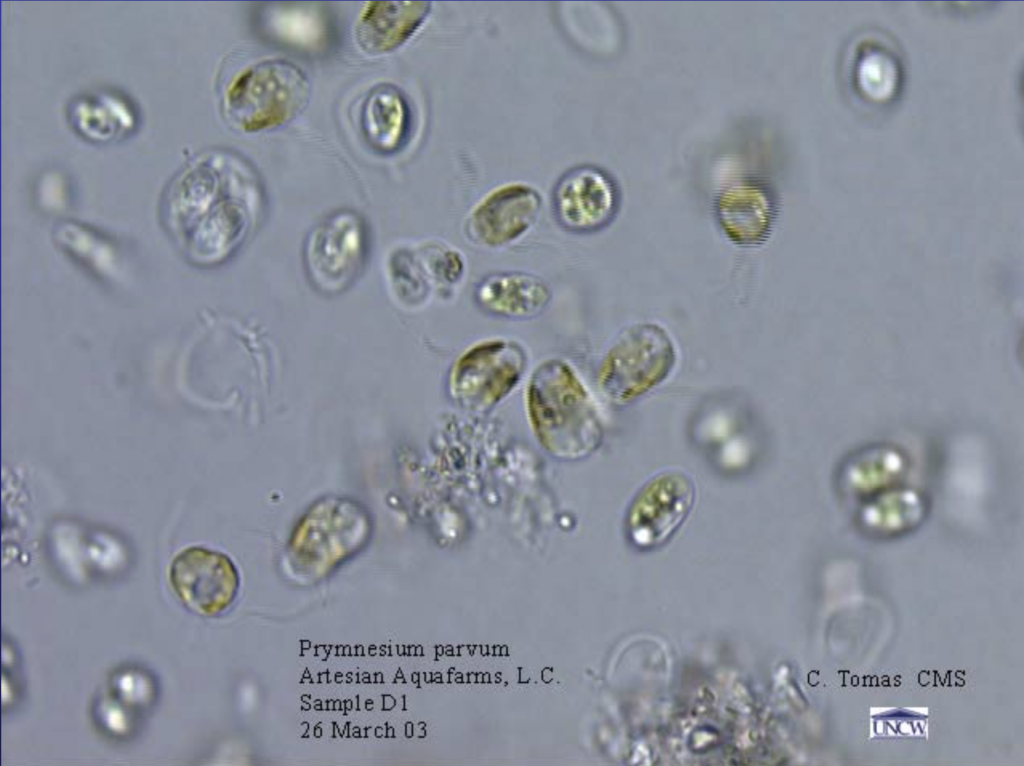 Golden Algae – Harmful Algal Blooms