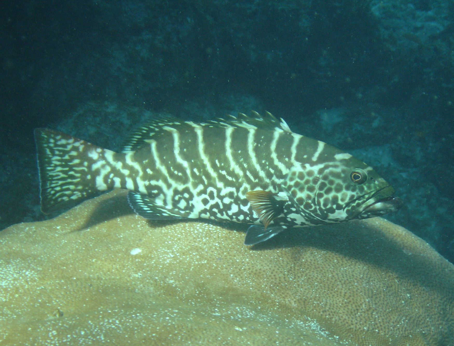 CP – Harmful Algal Blooms