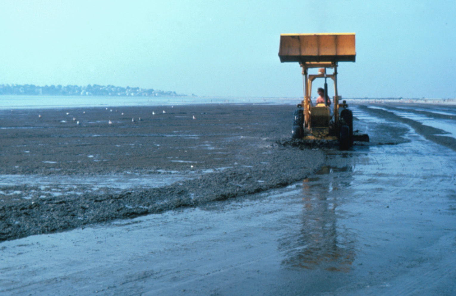 Macroalgal Blooms – Harmful Algal Blooms