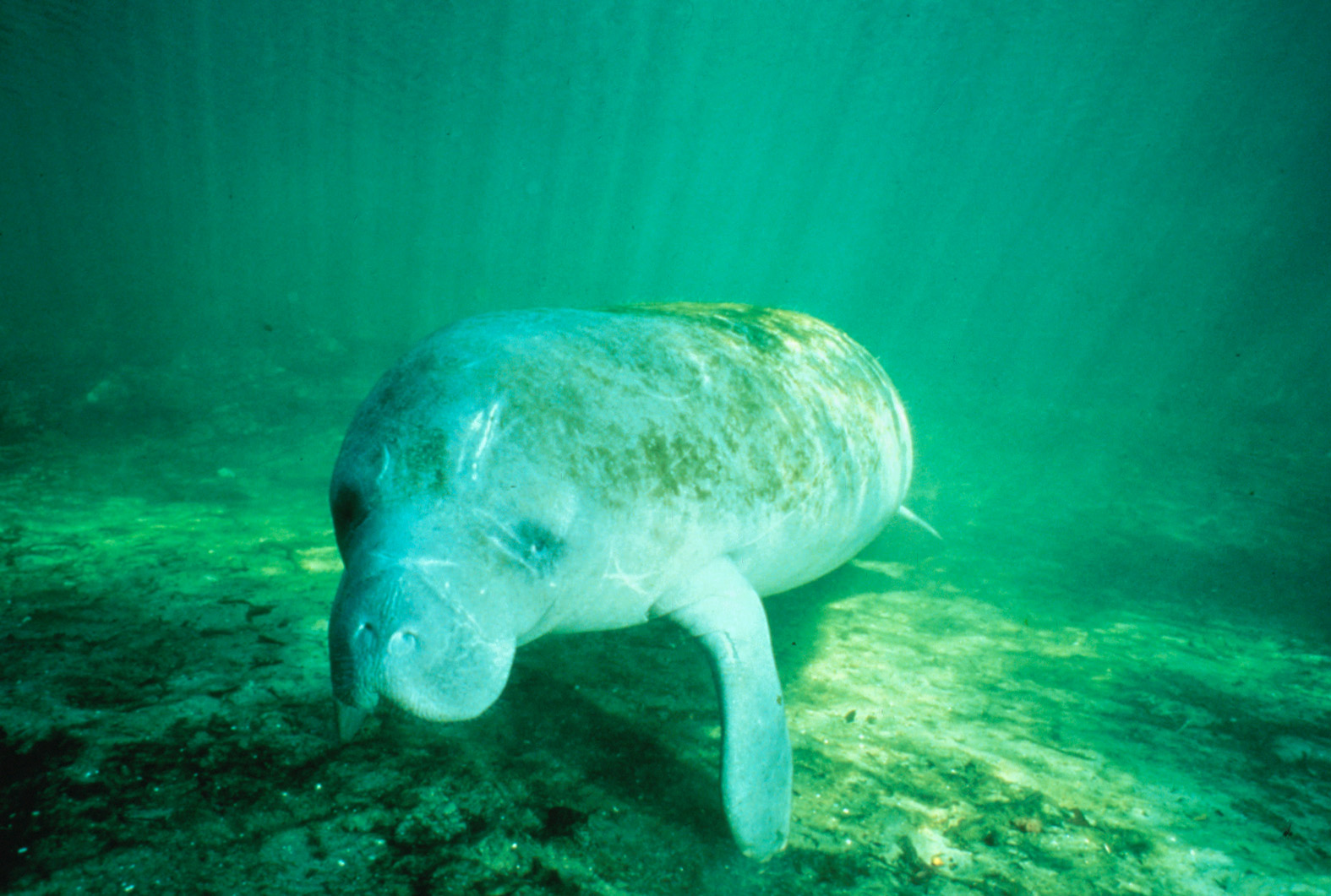 Impacts – Harmful Algal Blooms